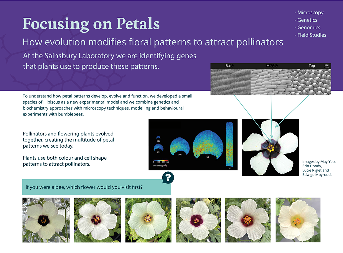 focusing_on_petals-poster_4-01.png | Sainsbury Laboratory